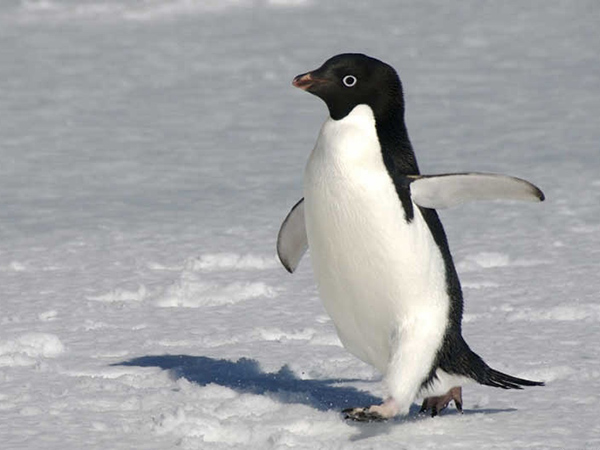 Bí ẩn giấc mơ thấy chim cánh cụt - Mơ thấy chim cánh cụt đánh con gì